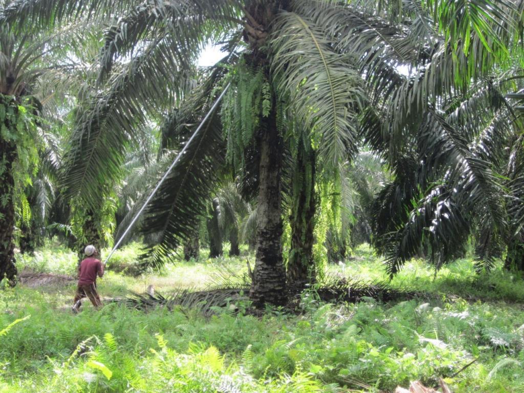 Izin Usaha Perkebunan Perorangan - Call +62811-1280-843 - Perkebunan